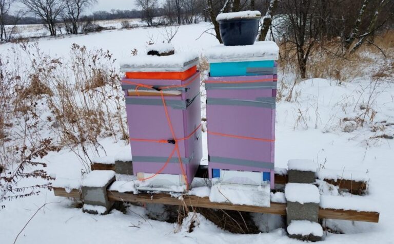 Beehive Wraps for the Winter - Backyard Beekeeping